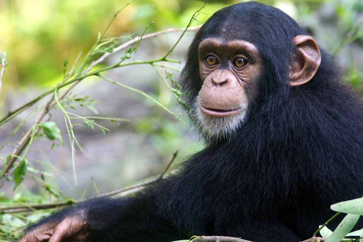 Gashaka-Gumti National Park - African Travel Book