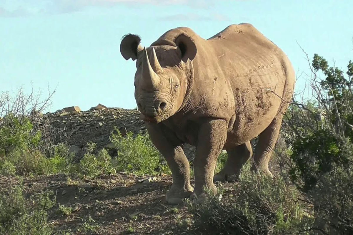 Karoo National Park - African Travel Book