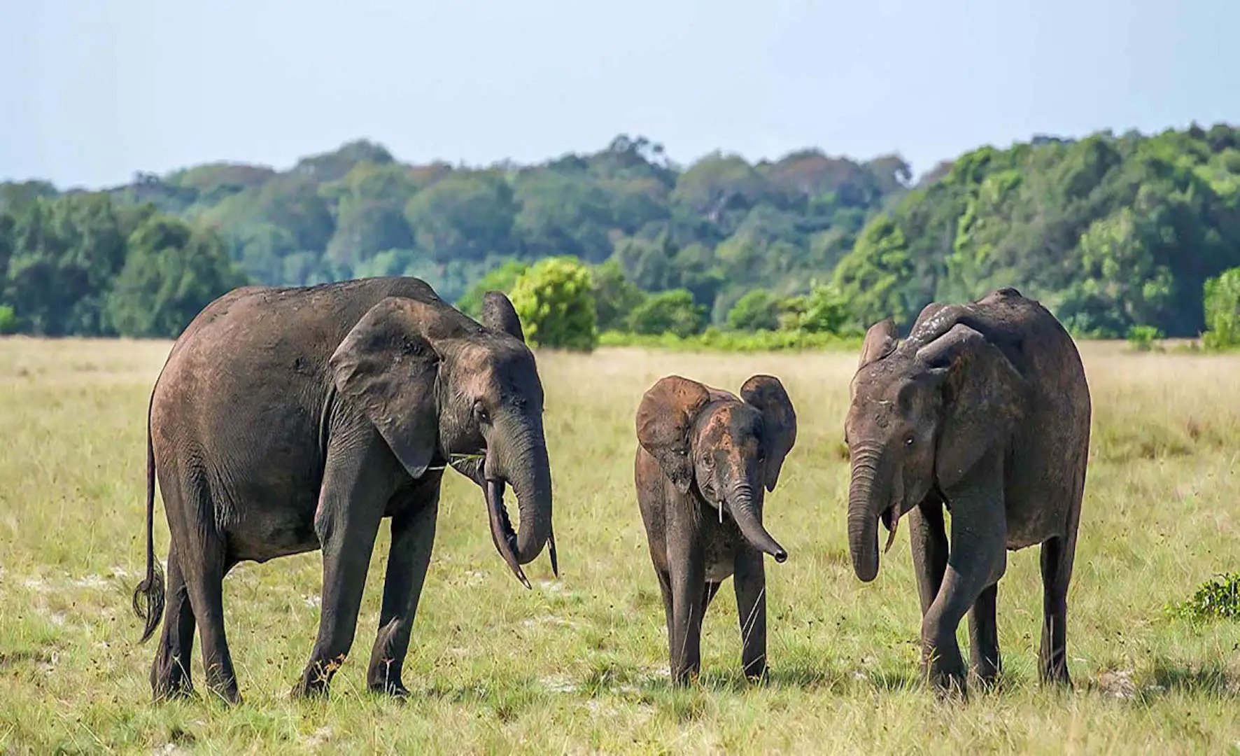 Lopé National Park - African Travel Book