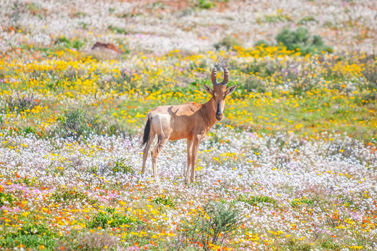 Namaqua National Park - African Travel Book